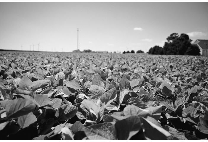 Home - Amplify Yield